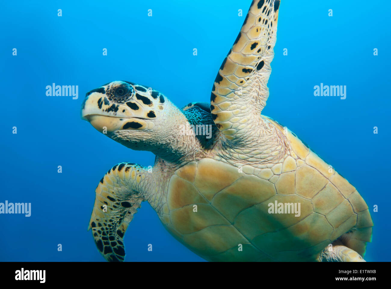 Turtles in belize hi-res stock photography and images - Alamy