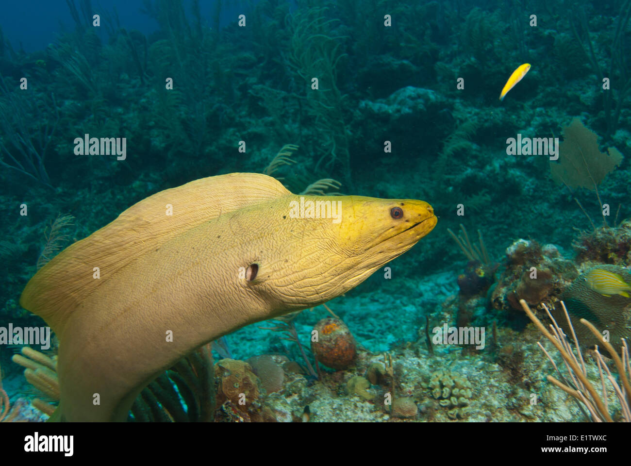 A green moray eel (Gymnothorax funebris) on a coral reef near San Pedro ...