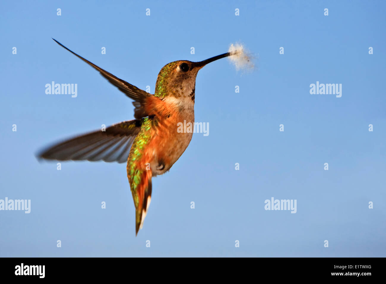 Hummingbird flying into nest hi-res stock photography and images - Alamy