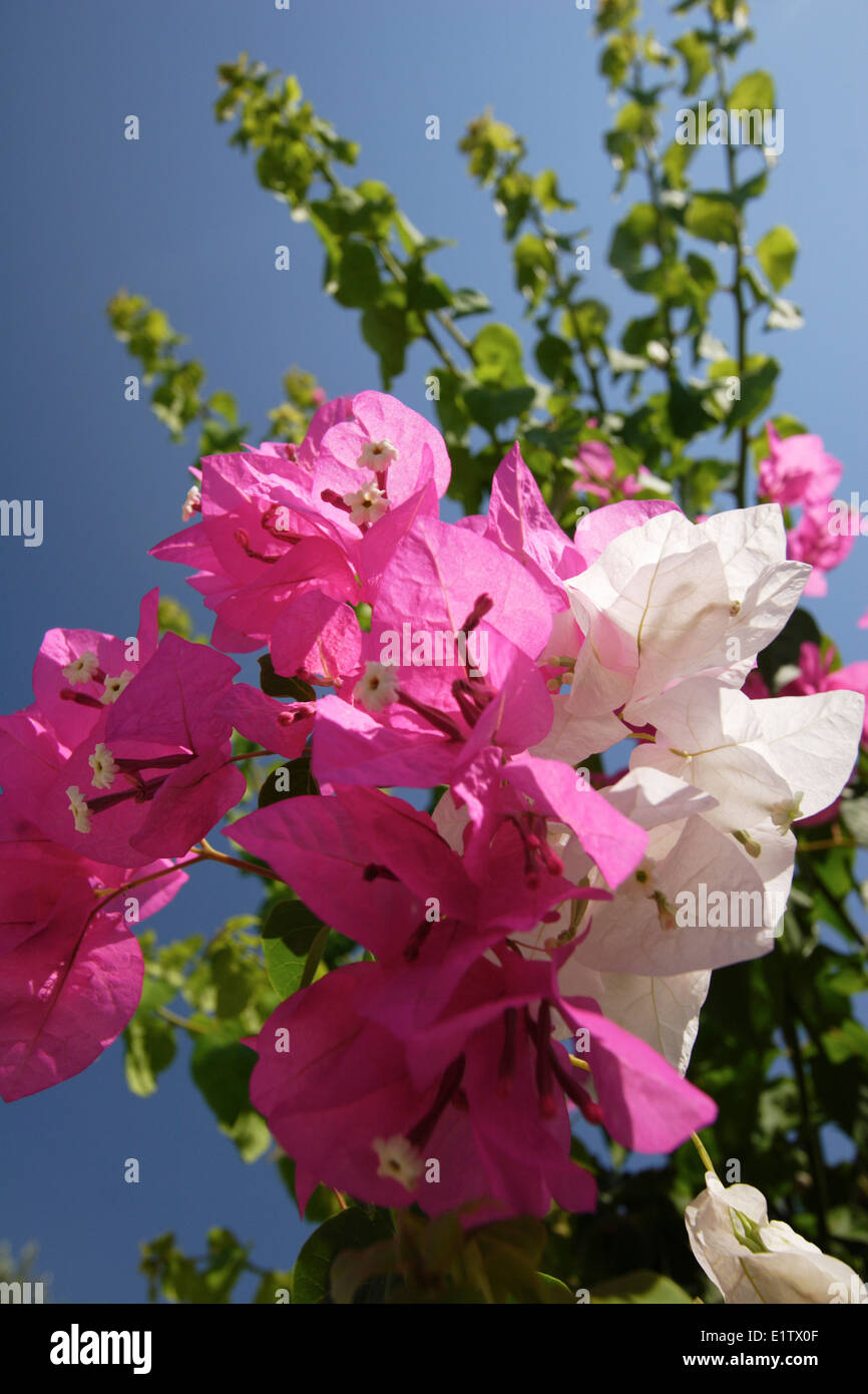 Pink white flowers, Rhodos Island - Pefki - Lardos Bay - Greece Stock ...