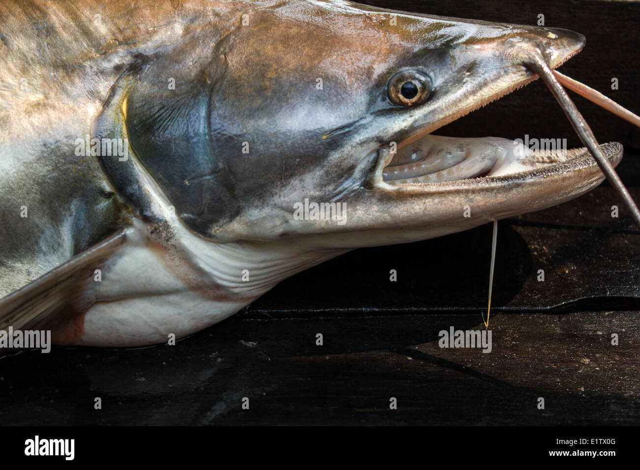 Sheatfish hi-res stock photography and images - Alamy