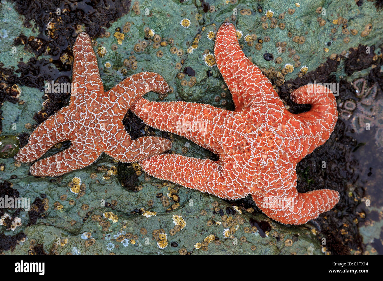 Ochre star fish (pisaster ochraceus) hi-res stock photography and ...