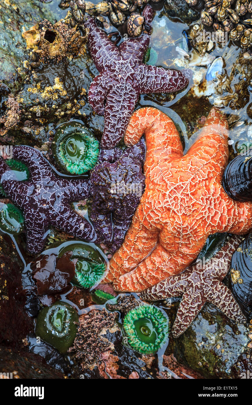 A cluster Purple/Ochre Stars (Pisaster ochraceus) Giant Green Anemone ...