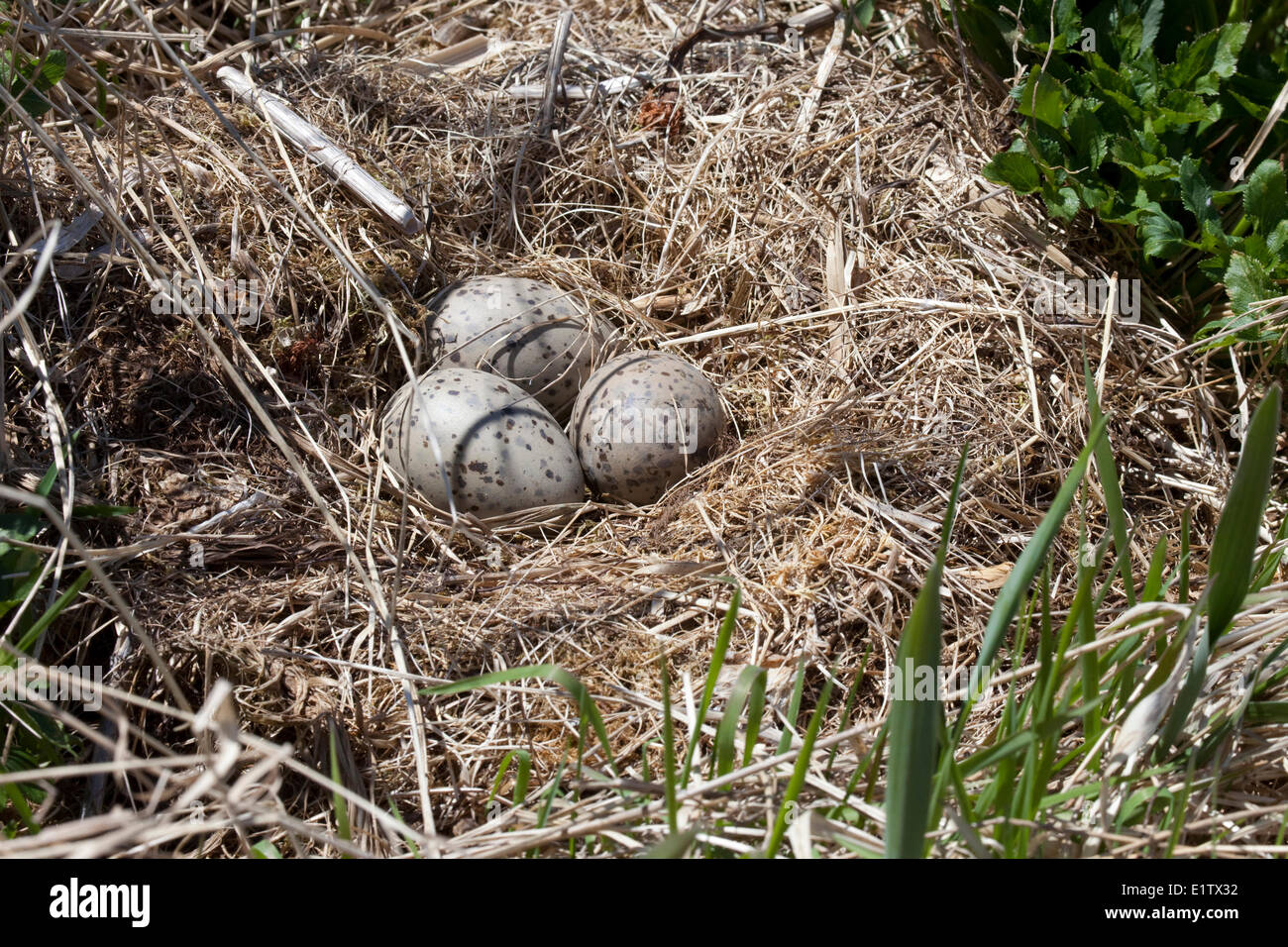Murre eggs hi-res stock photography and images - Alamy