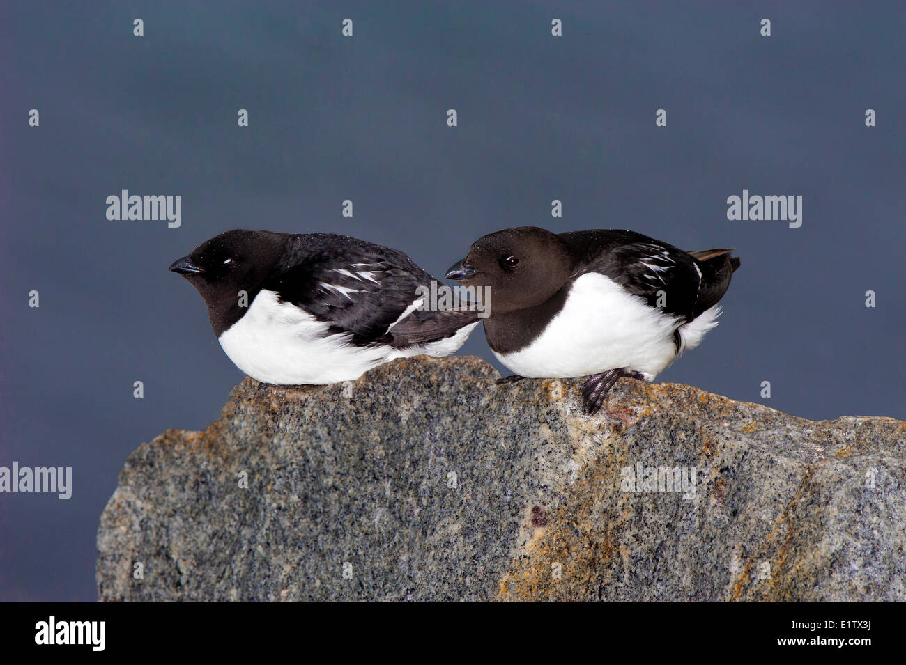 Dovekie (Little Auk) - Alle alle- Svalbard Archipelago, Norwegian ...
