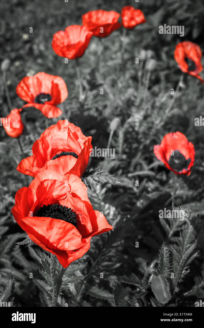 Big red poppies flowers Stock Photo - Alamy