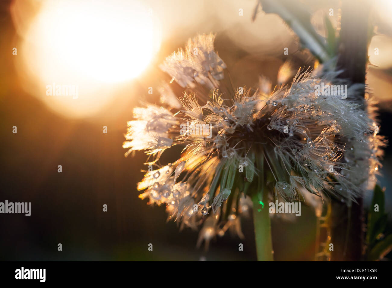 Wet dandelion flower after the rain in the sunshine Stock Photo - Alamy
