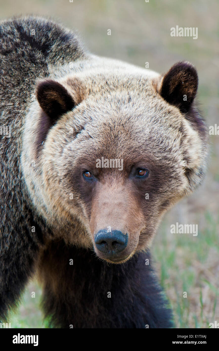 Alberta bear rockies hi-res stock photography and images - Alamy
