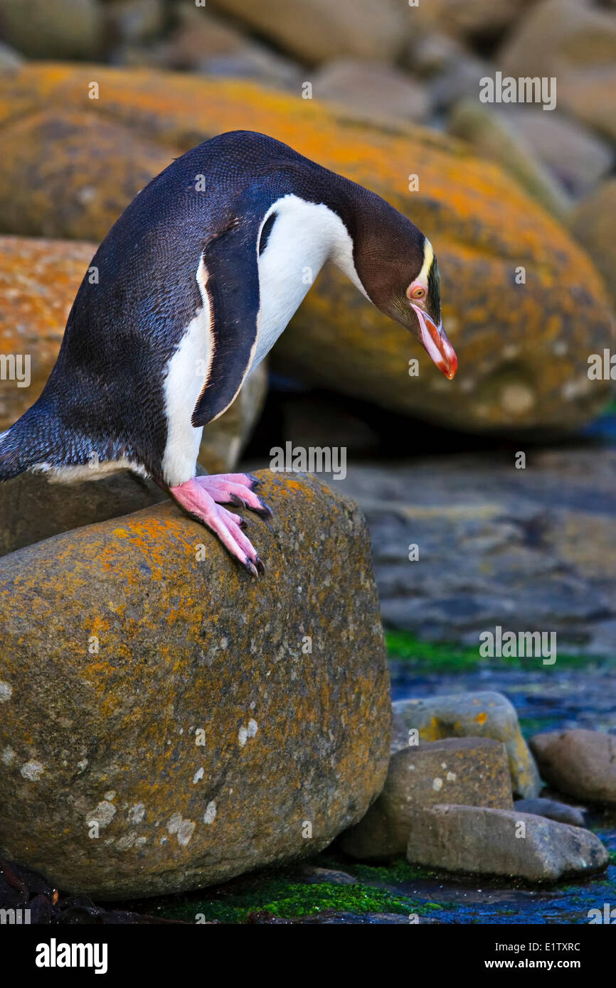 One eyed creatures hi-res stock photography and images - Alamy