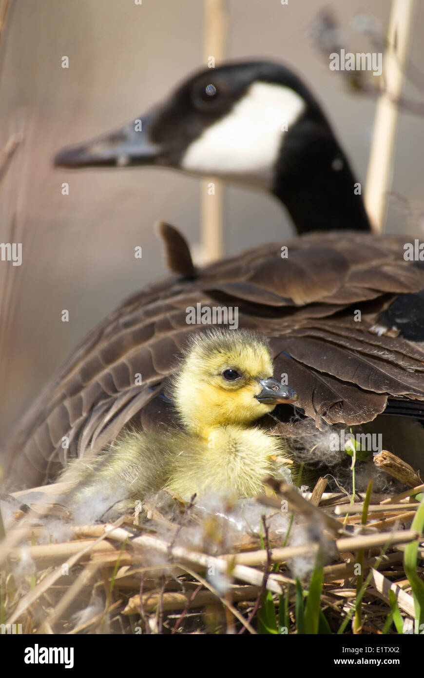 Newborn goose hi-res stock photography and images - Alamy