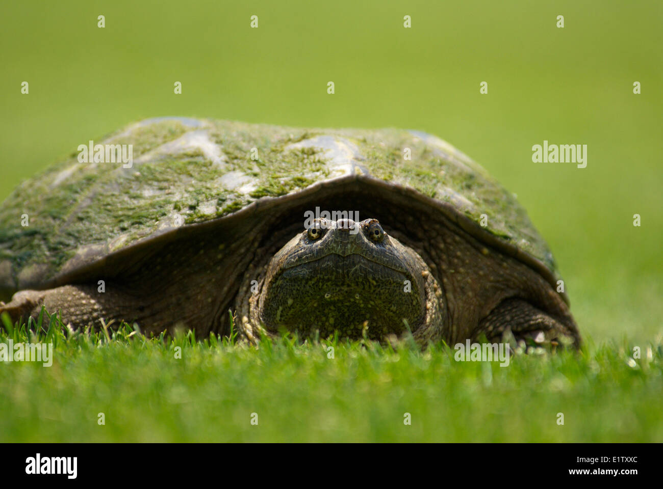 Snapping turtle close hi-res stock photography and images - Alamy