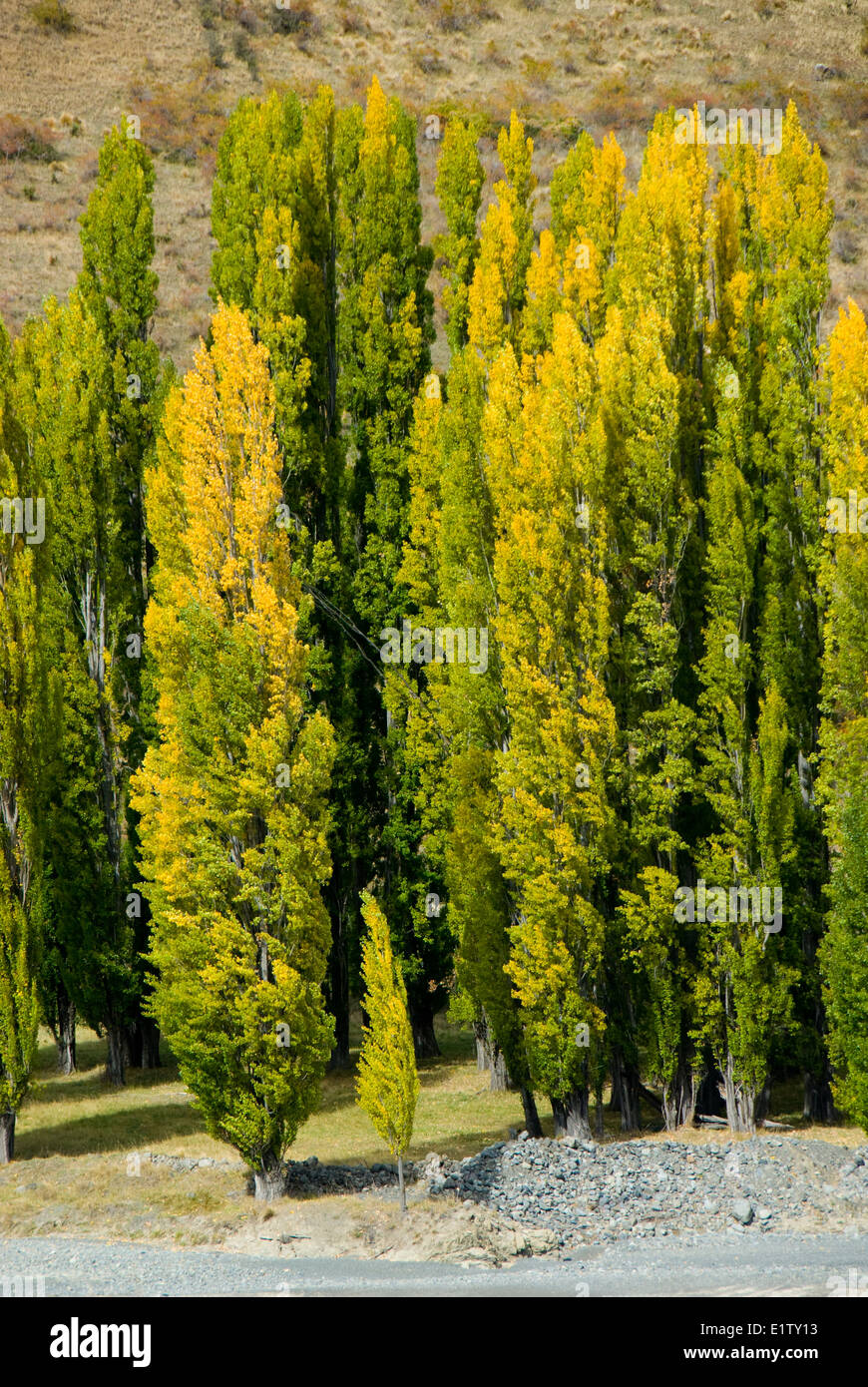 Yellow poplar tree hi-res stock photography and images - Alamy
