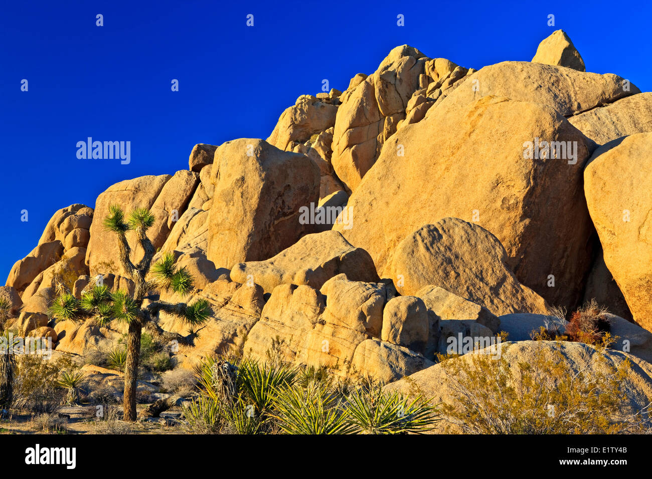 Joshua tree mojave desert hi-res stock photography and images - Alamy