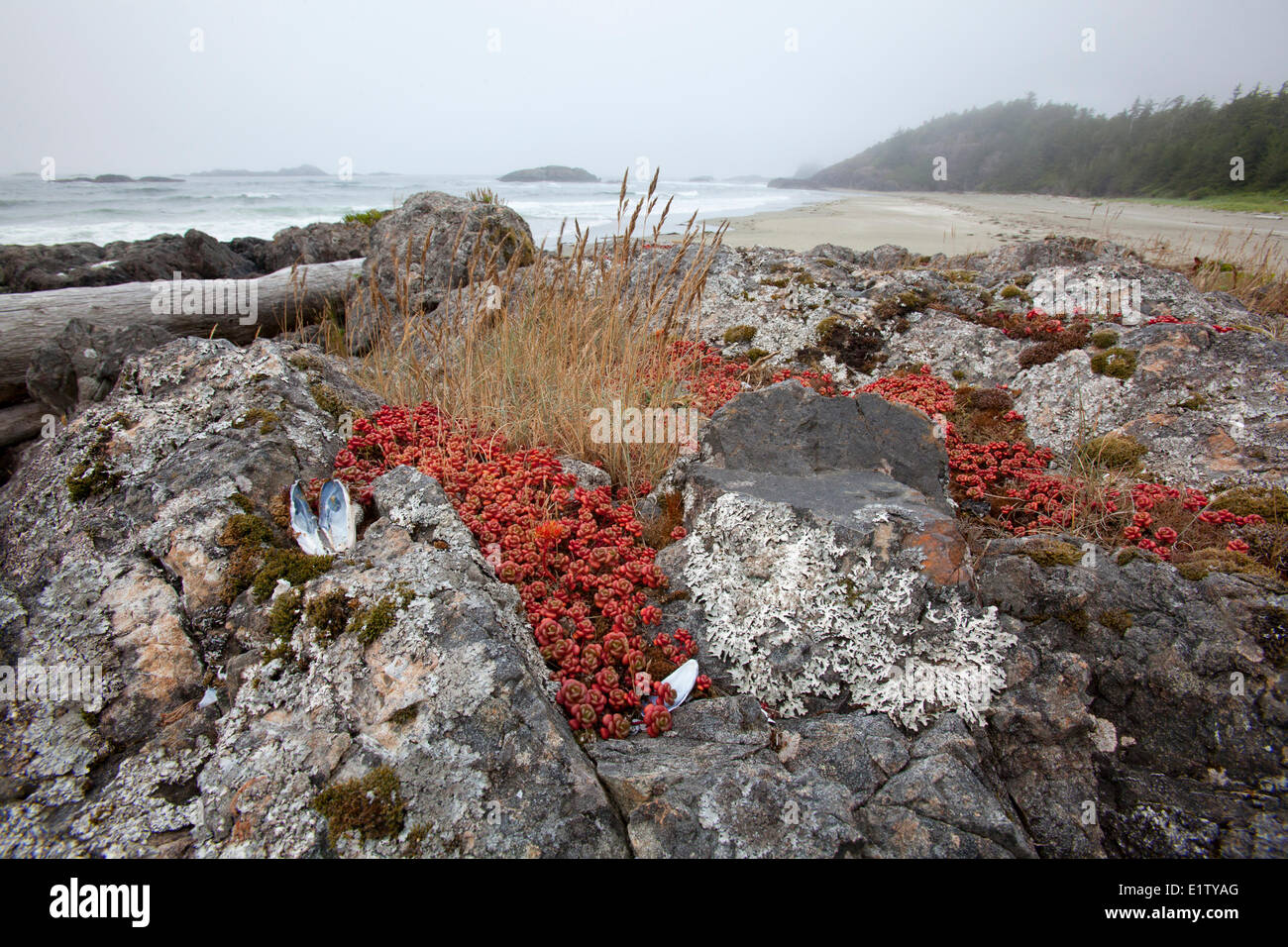 Native british beach plants hi-res stock photography and images - Alamy