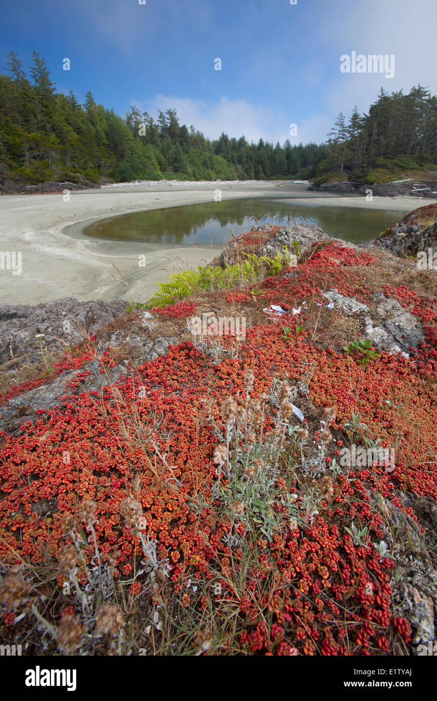 Native plants hi-res stock photography and images - Alamy