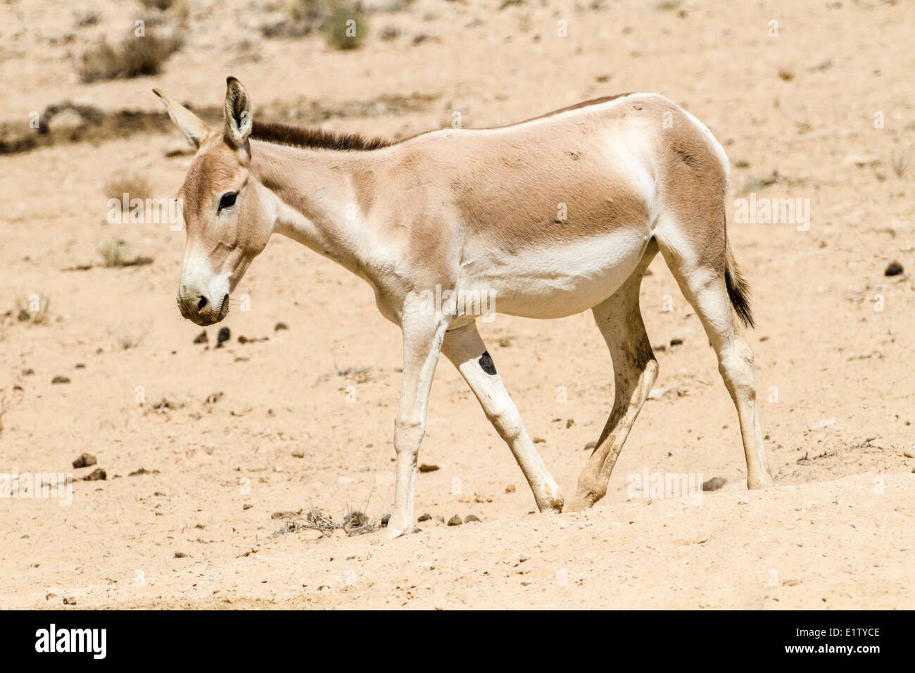 Onager (Equus hemionus). Part of a breeding nucleus of Wild Asian Asses ...
