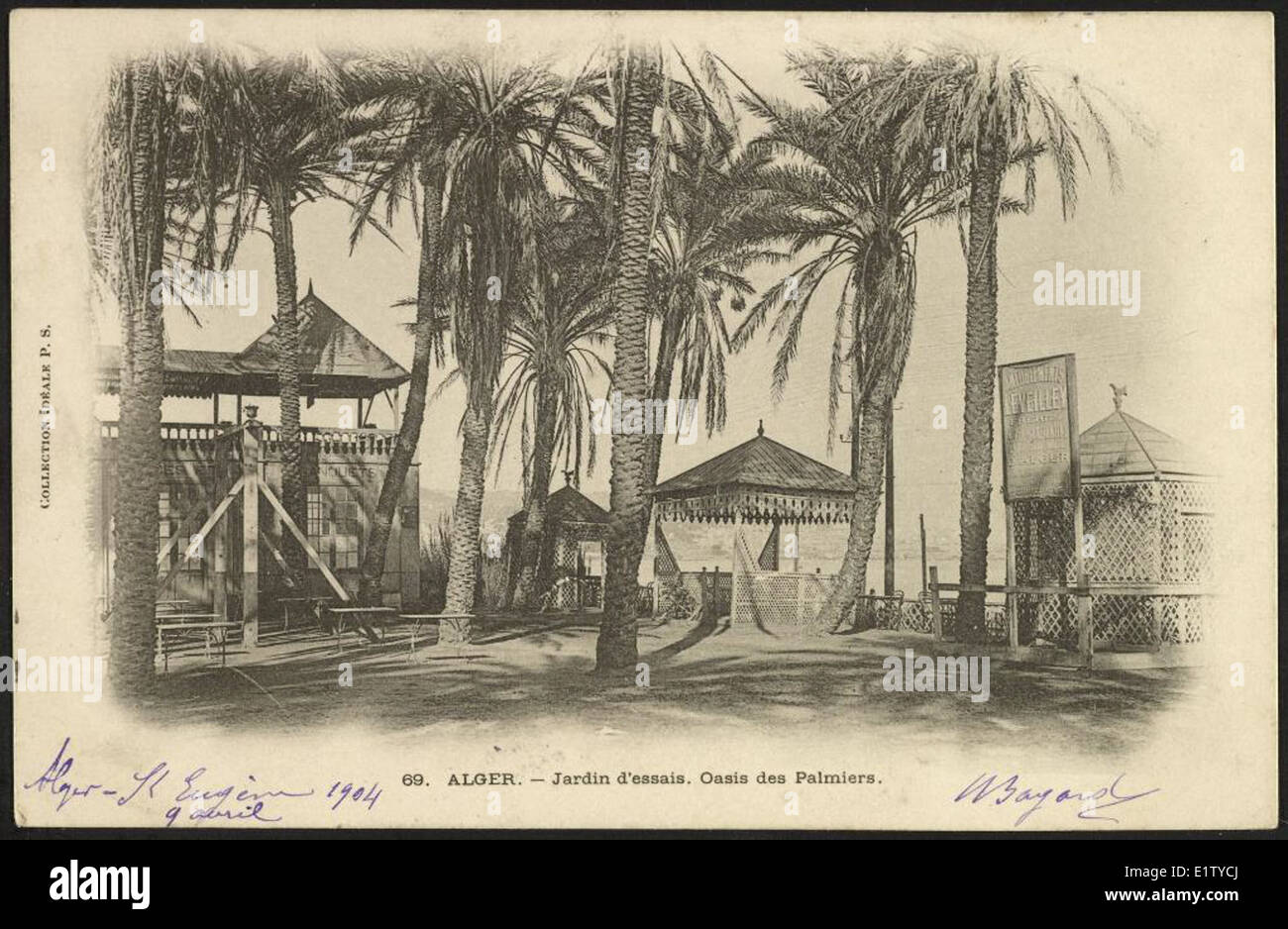 A photograph of the botanical garden in Algiers, featuring a palm oasis ...