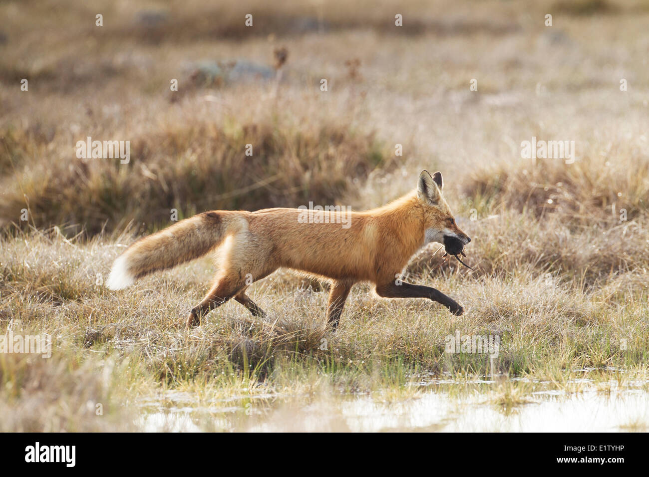 Fox In Ontario Canada High Resolution Stock Photography and Images - Alamy