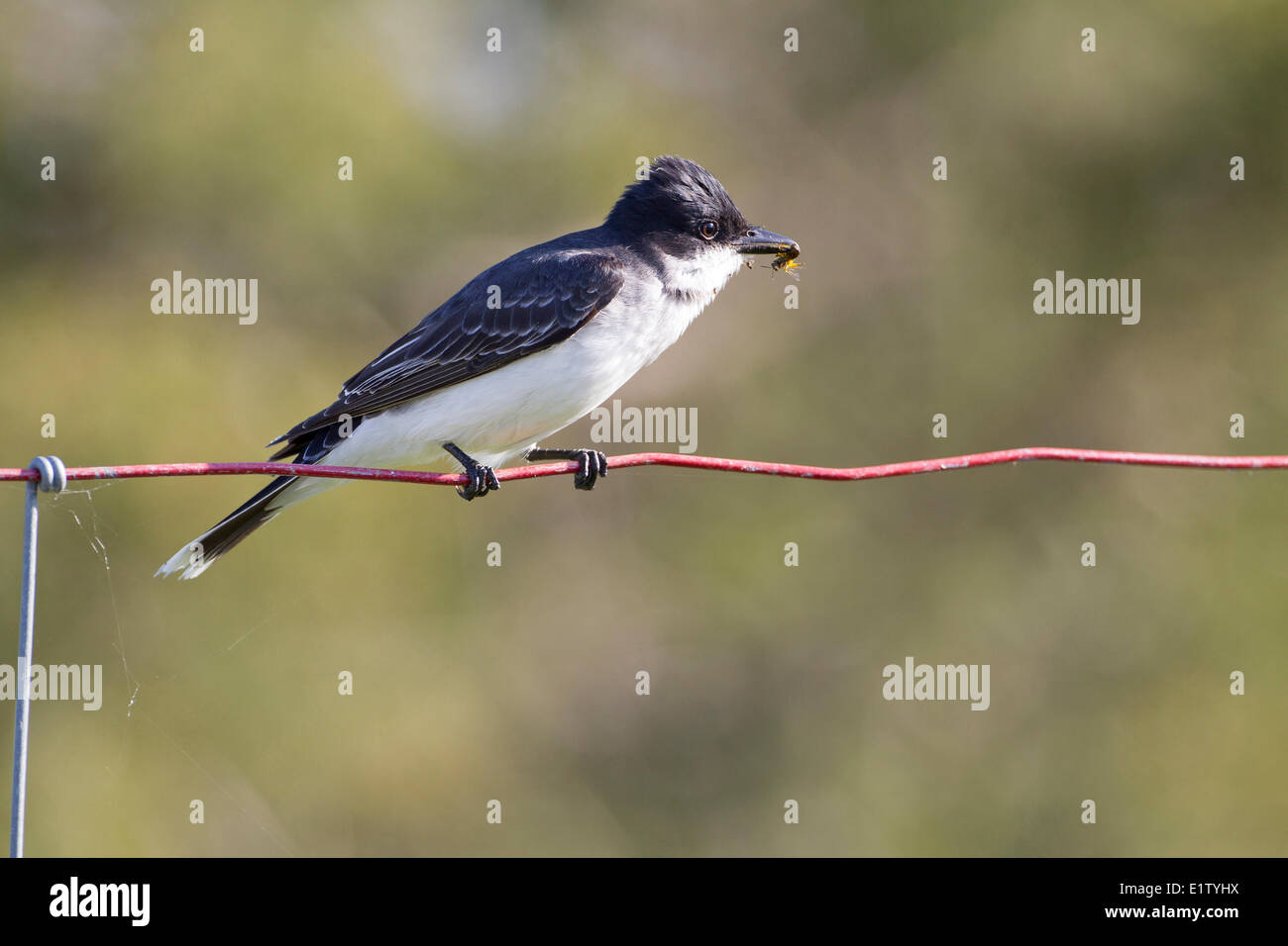 Insects On Wire High Resolution Stock Photography and Images - Alamy