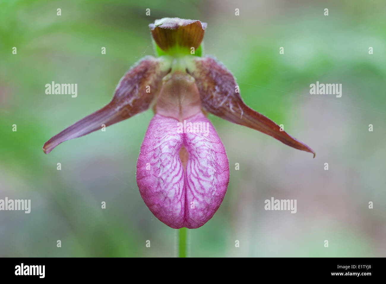 Native slippers hi-res stock photography and images - Alamy