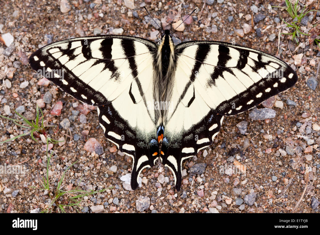 Canada tiger swallowtail hi-res stock photography and images - Alamy