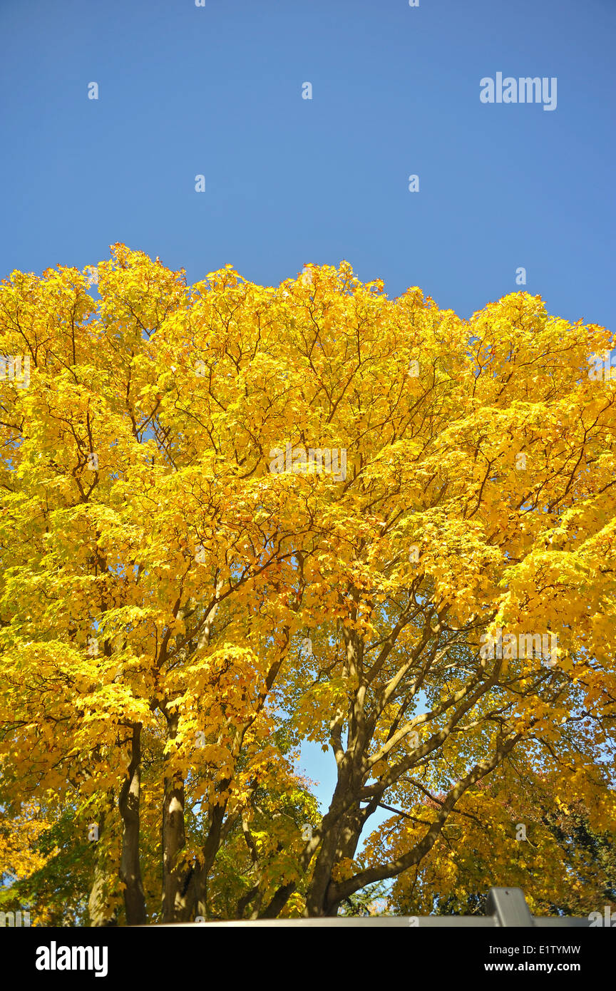 Vine maple hi-res stock photography and images - Alamy