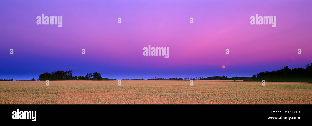 Colorful moonrise over a wheatfield in the prairie of Saskatchewan ...