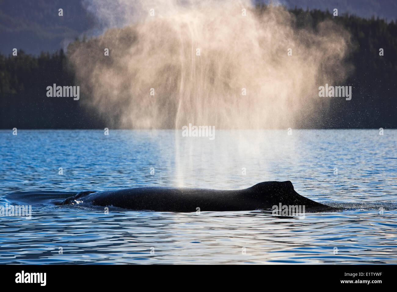 Humpback Whale, Megaptera novaeangliae Stock Photo - Alamy
