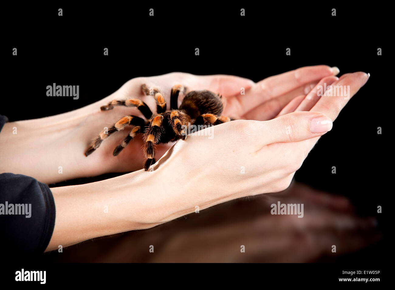 Tarantula in hand hi-res stock photography and images - Alamy