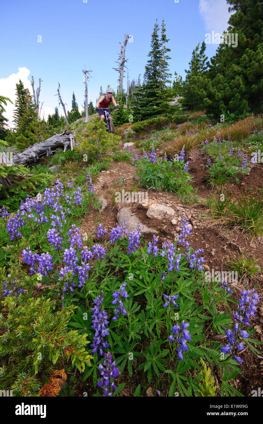 Mountain biking along the Seven Summits trail in Rossland. Kootenay ...