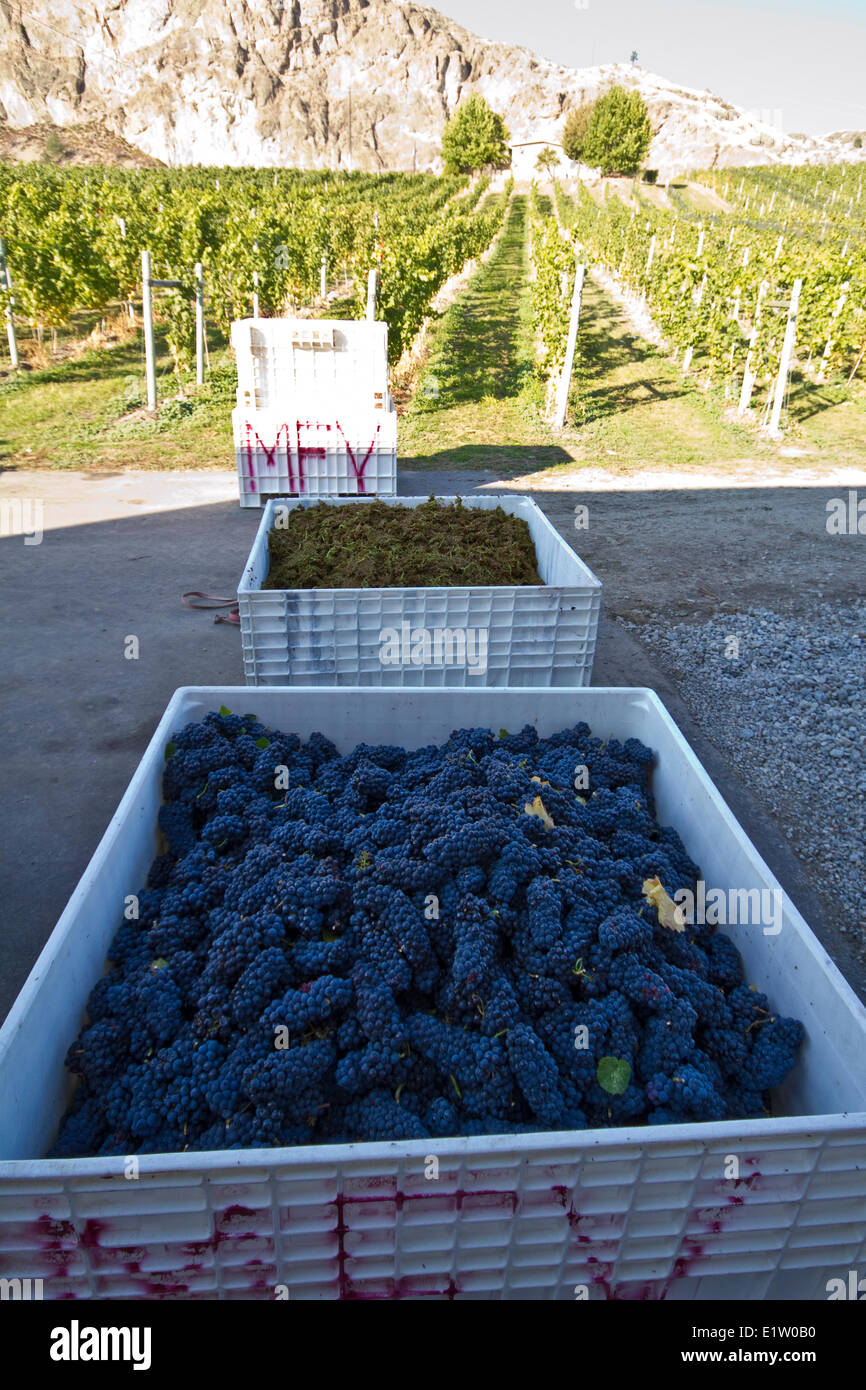 Harvesting ripe pinot noir grapes at Meyer Family Vineyards, Okanagan ...