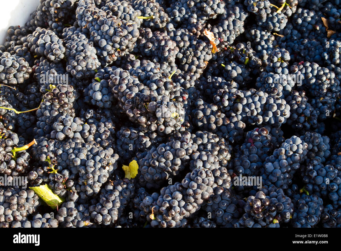 Pinot noir grape hi-res stock photography and images - Alamy