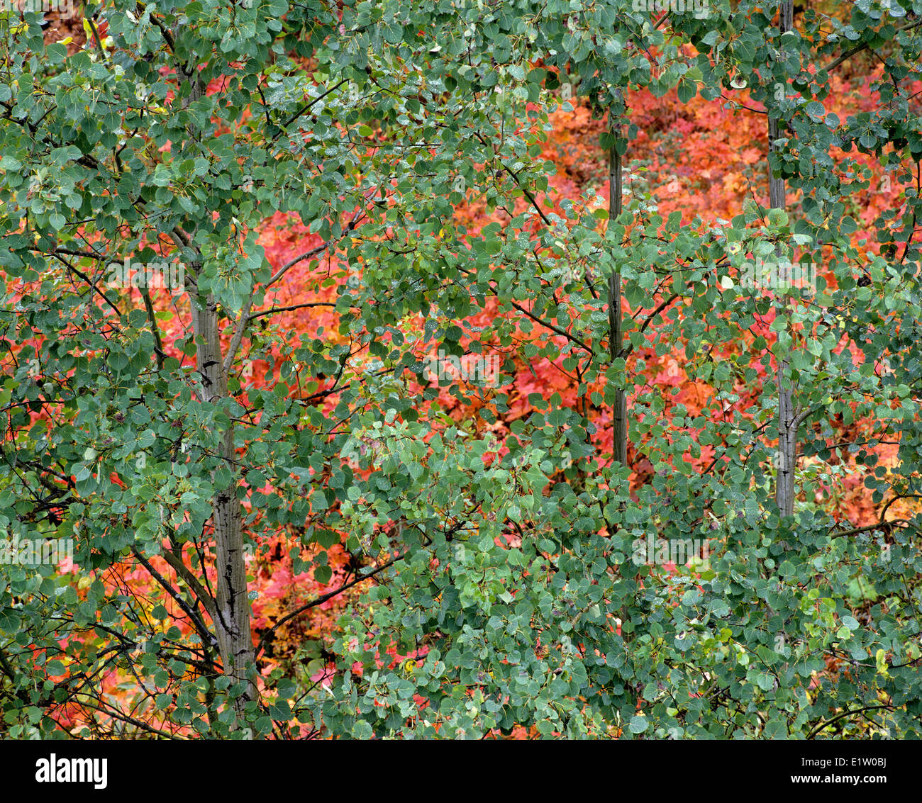 Dwight ontario hi-res stock photography and images - Alamy