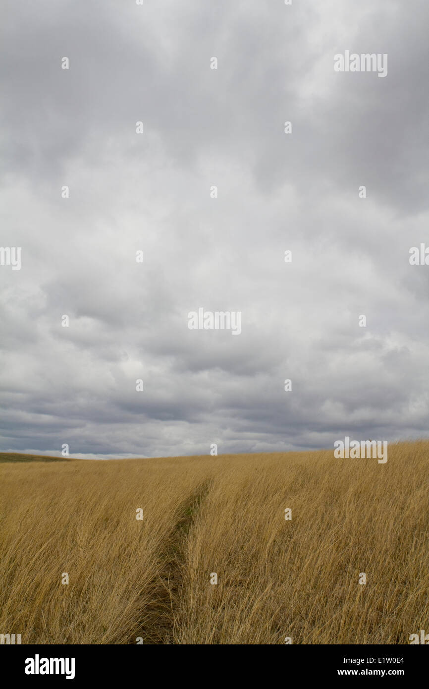 Tall grass hi-res stock photography and images - Alamy