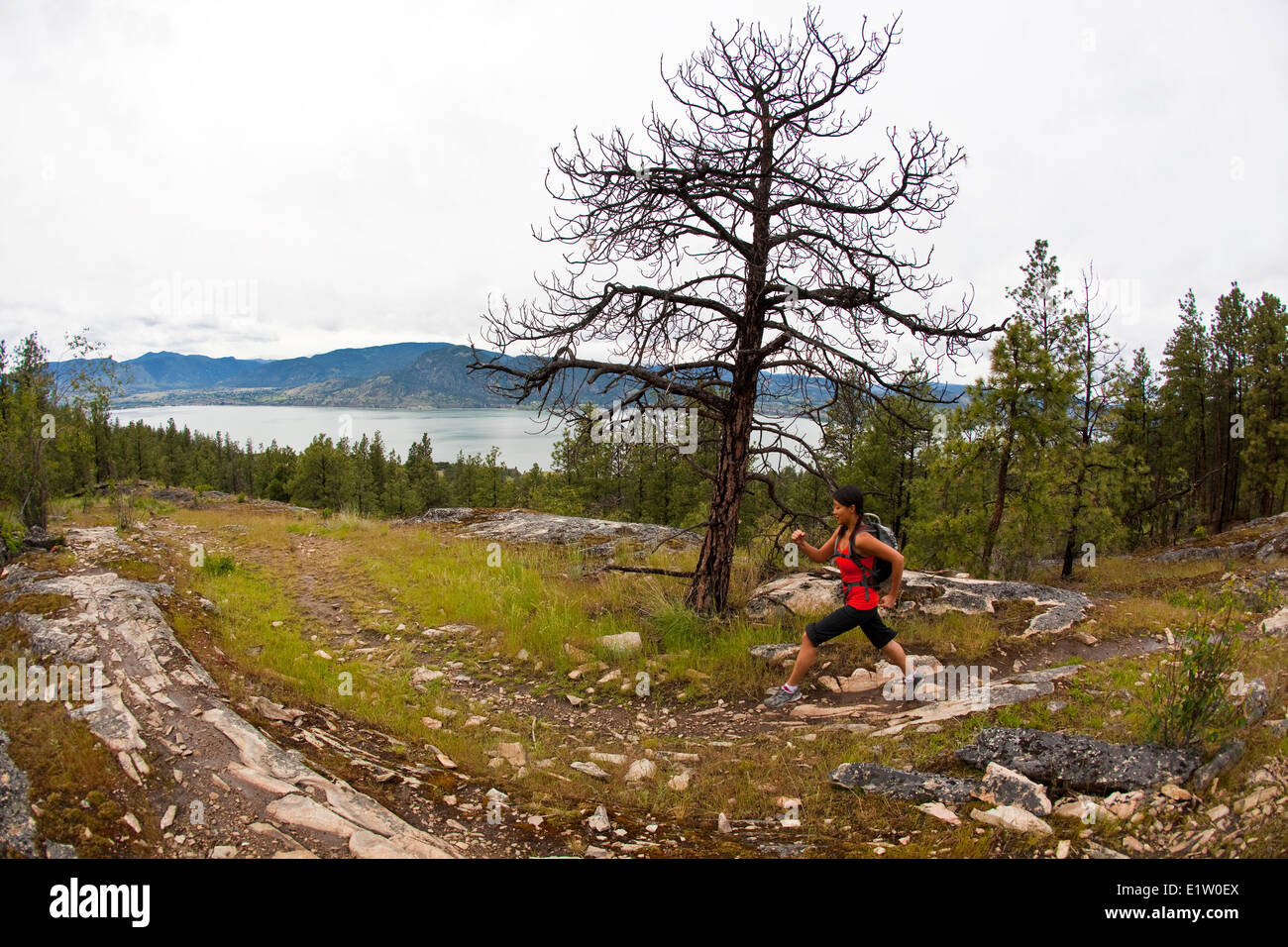 A young asian woman trail running in the 3 Blind Mice trail system ...
