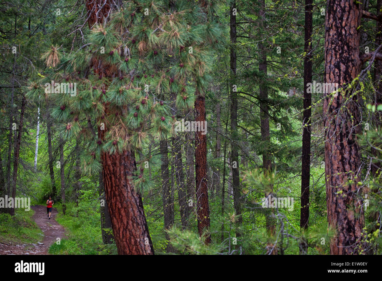 A young asian woman trail running in the 3 Blind Mice trail system ...