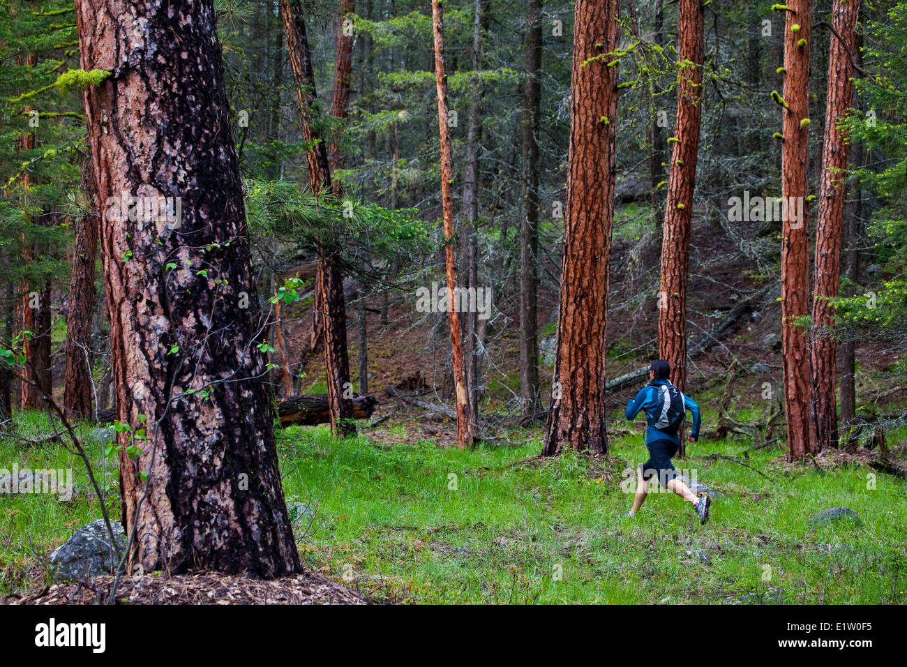 A young asian woman trail running in the 3 Blind Mice trail system ...