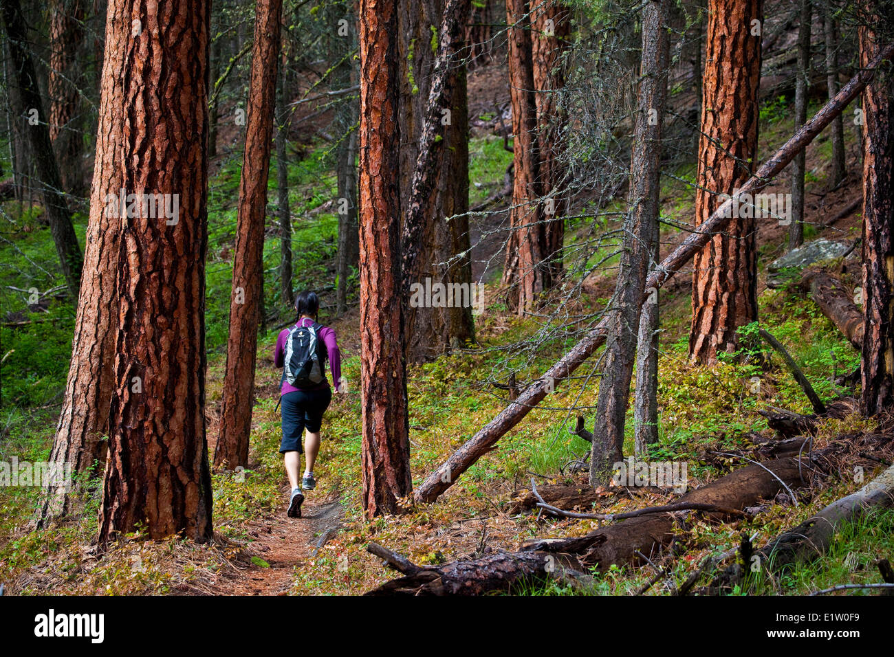 A young asian woman trail running in the 3 Blind Mice trail system ...