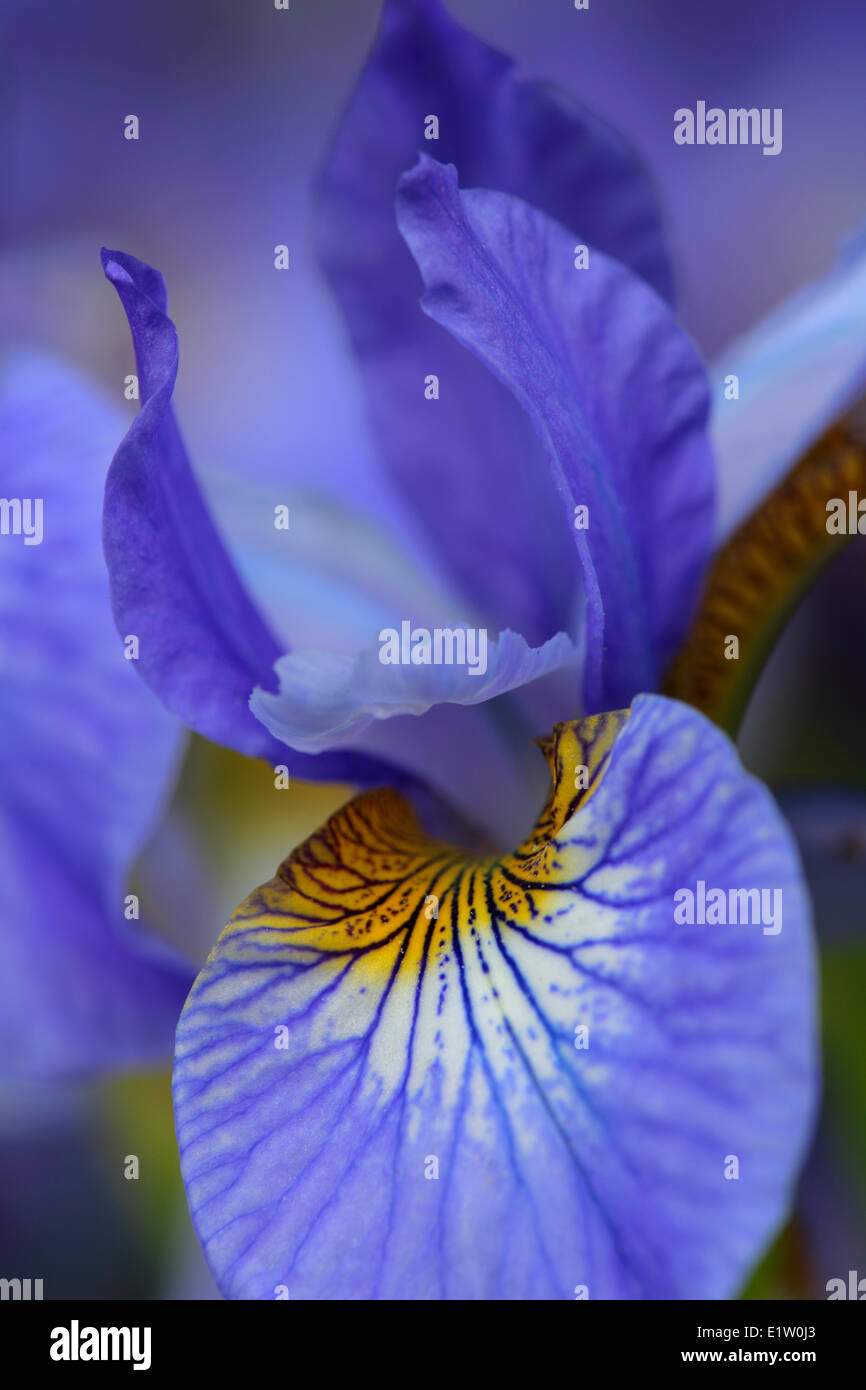 Blue flag iris hi-res stock photography and images - Alamy