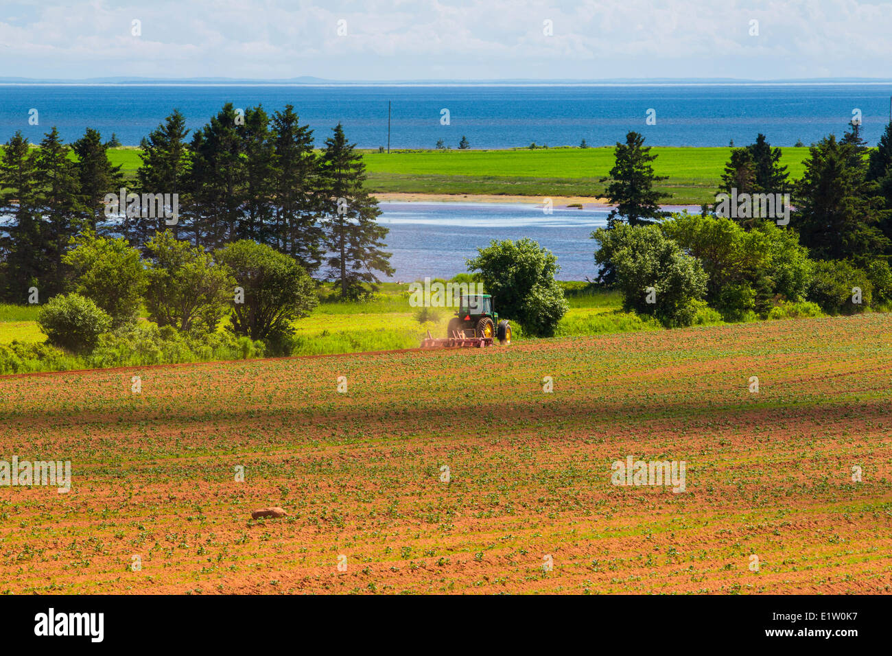 Harrowing potatoe field, Victoria, Prince Edward Island, Canada Stock ...