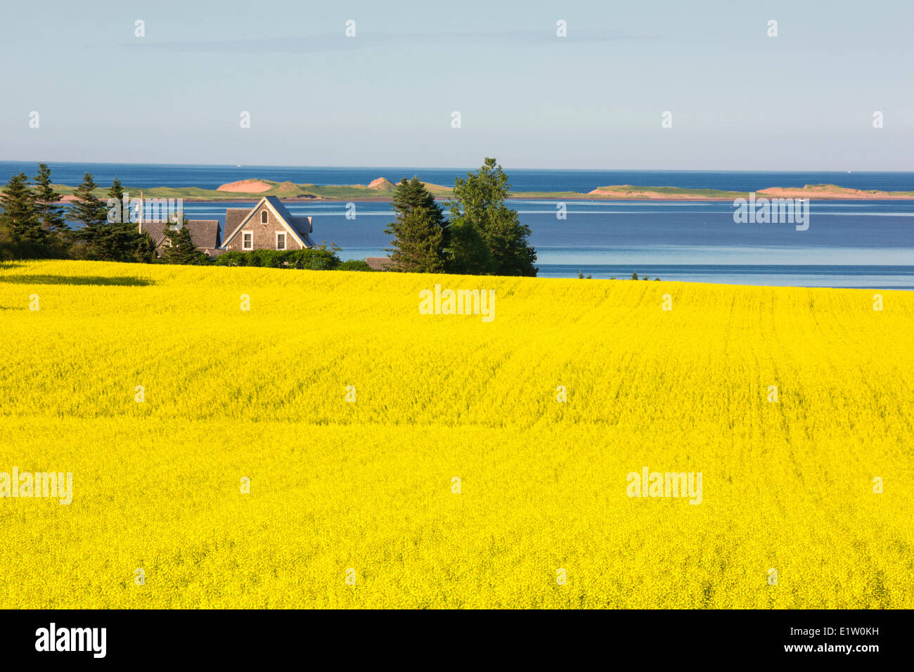 Canola field, Spring Brook, Prince Edward Island, Canada Stock Photo ...
