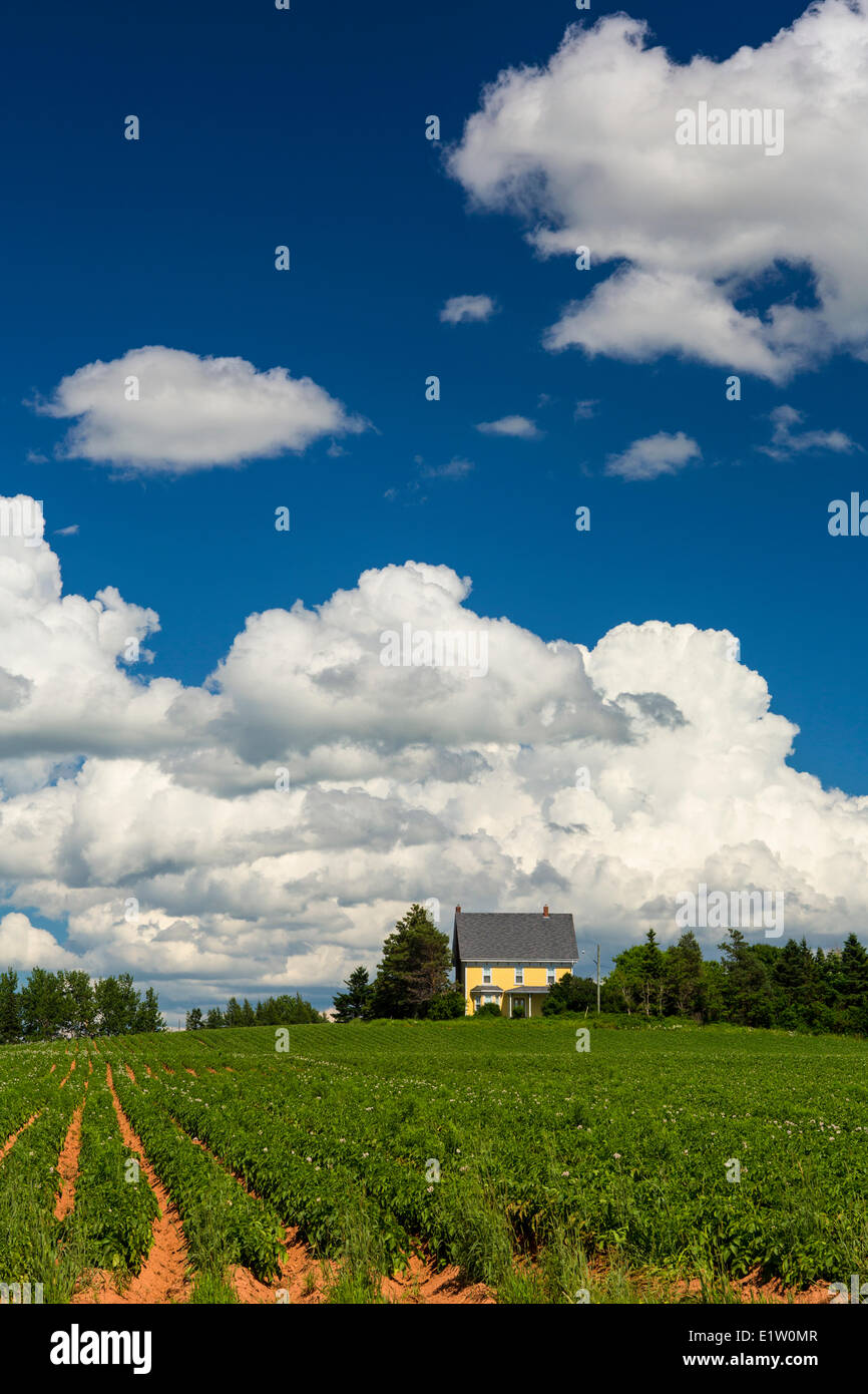 Potatoe field and farm house hi-res stock photography and images - Alamy