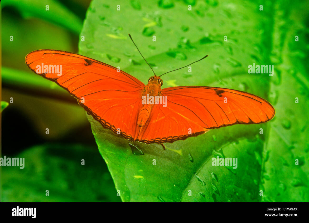 Julia butterfly dryas iulia hi-res stock photography and images - Alamy