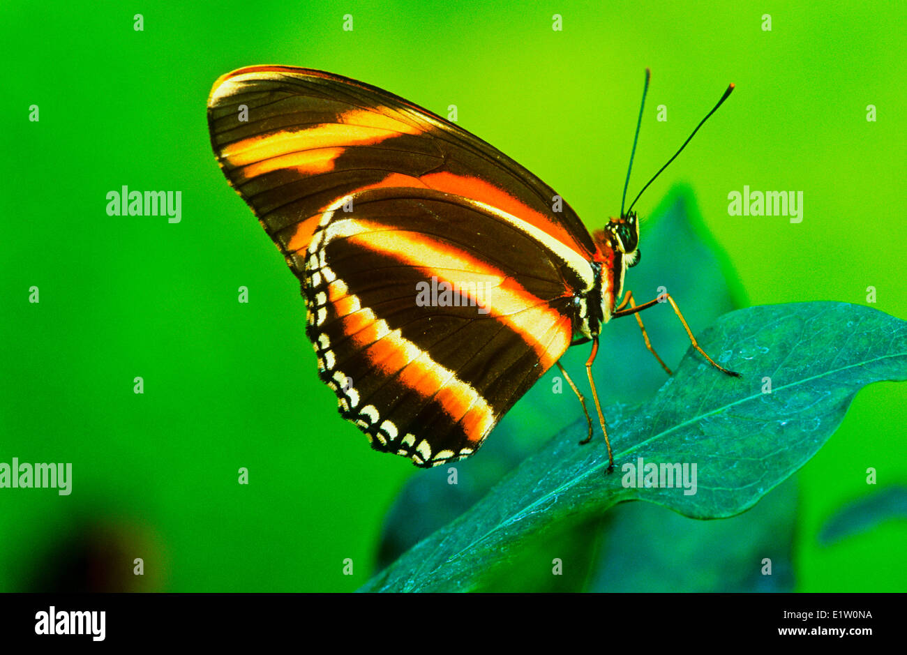 Banded Orange Heliconian Banded Orange or Orange Tiger Butterfly ...