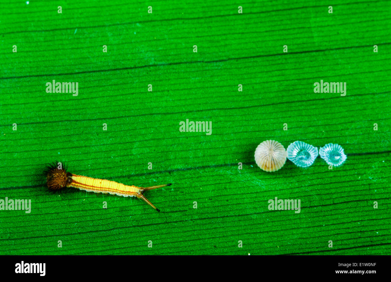 Owl butterfly eggs and first instar hi-res stock photography and images ...