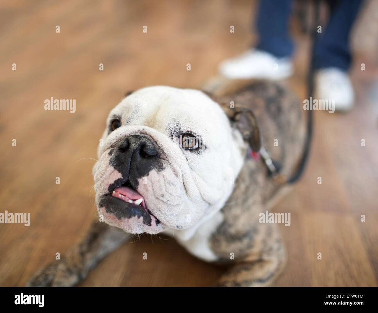 Ken gillespie photography dog hi-res stock photography and images - Alamy