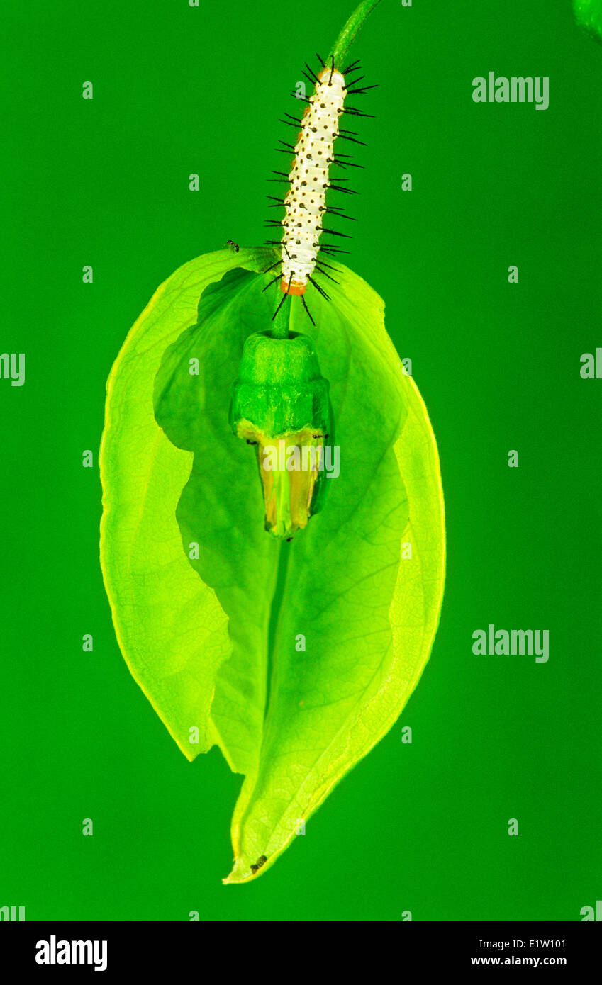 Hecale Longwing Butterfly larva, (Heliconius hecale zuleika Stock Photo ...