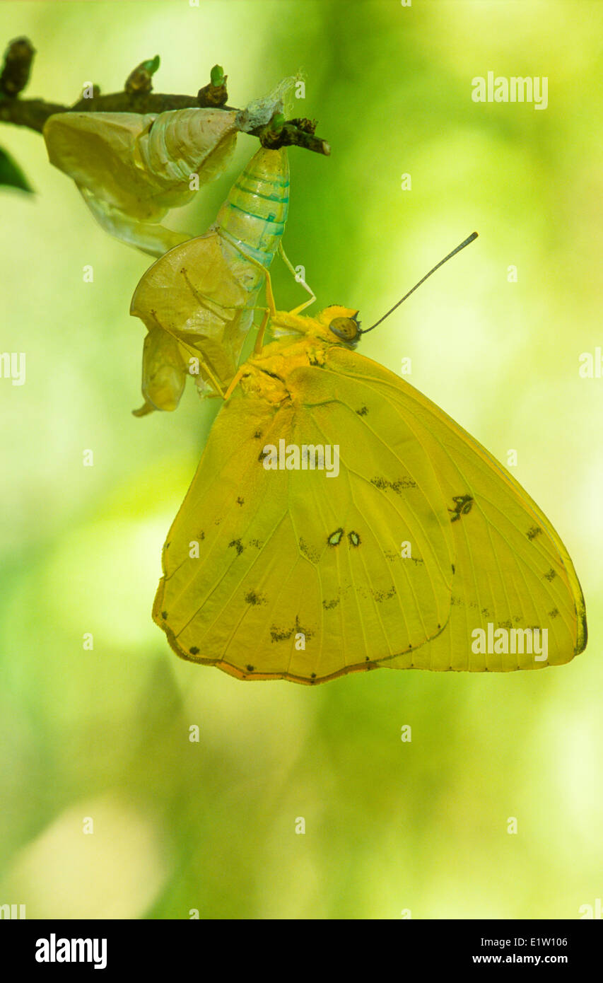 The Cloudless Sulphur Butterfly, (Phoebis sennae), ventral view, South ...