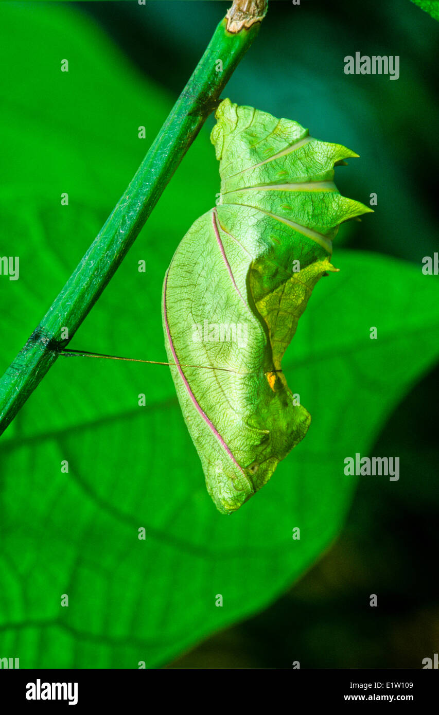 Common birdwing chrysalis hi-res stock photography and images - Alamy