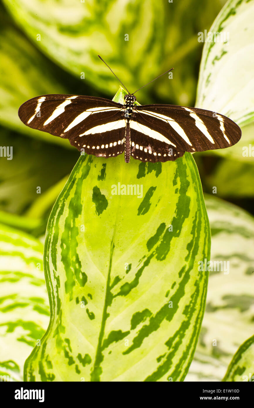 Zebra long wing butterflies hi-res stock photography and images - Alamy